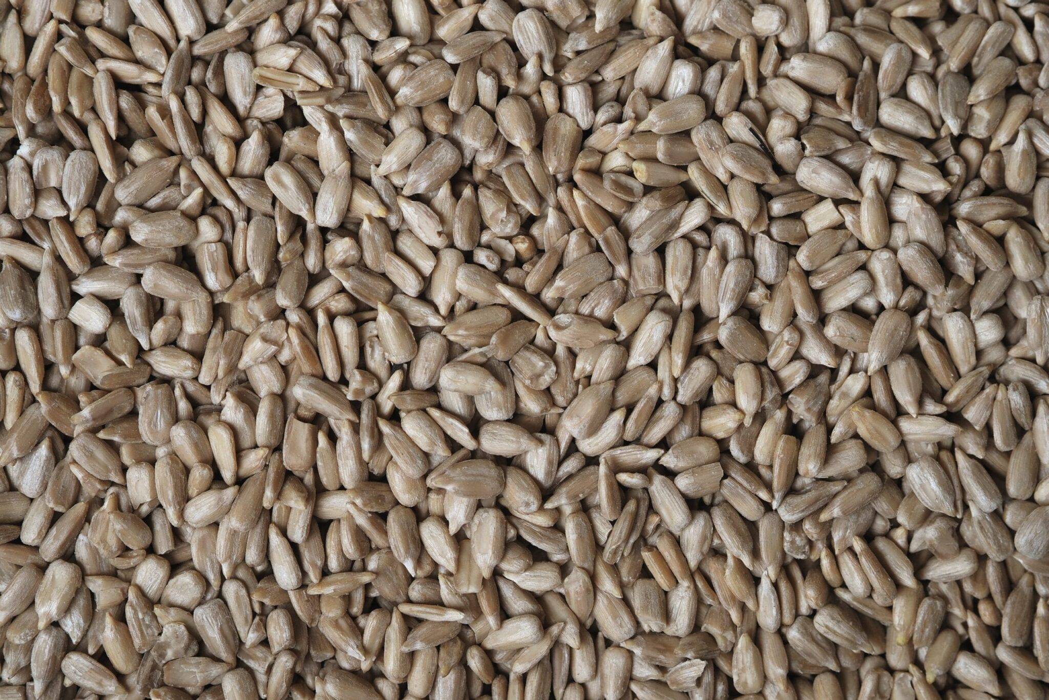 10 Super High Protein Vegetarian Foods For Muscle Building 10-super-high-protein-vegetarian-foods-for-muscle-building
